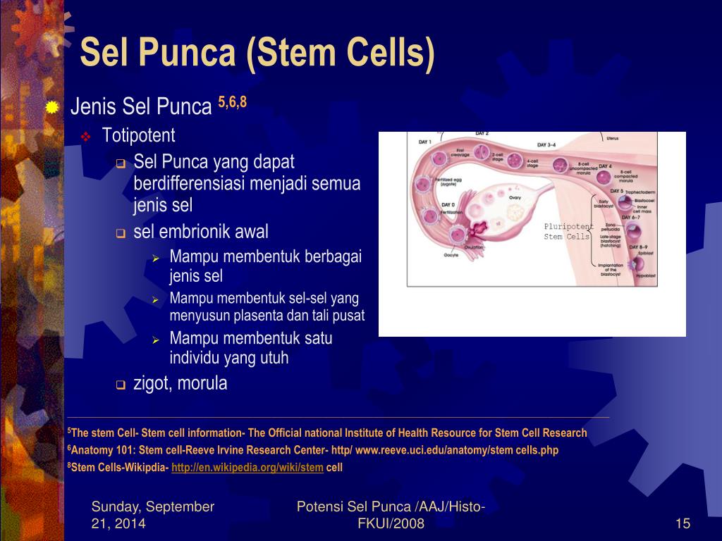 PPT - POTENSI SEL PUNCA (STEM CELL) UNTUK MEMPERBAIKI CACAT LAHIR DI ...