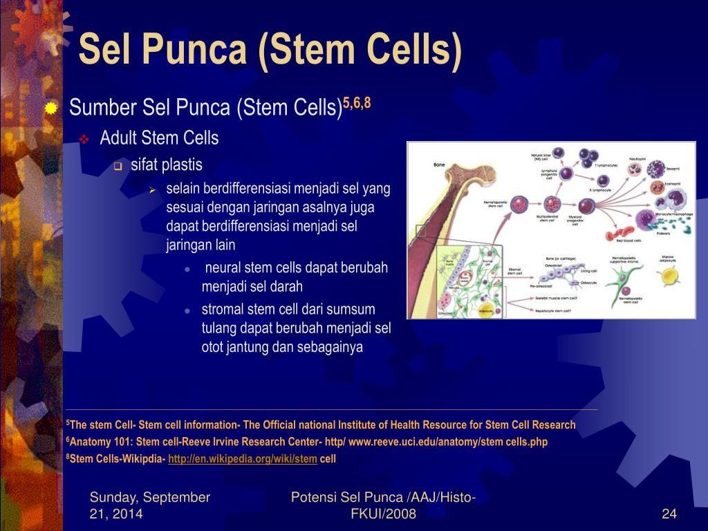 PPT - POTENSI SEL PUNCA (STEM CELL) UNTUK MEMPERBAIKI CACAT LAHIR DI ...