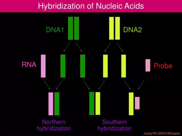 PPT - Hybridization of Nucleic Acids PowerPoint Presentation, free ...