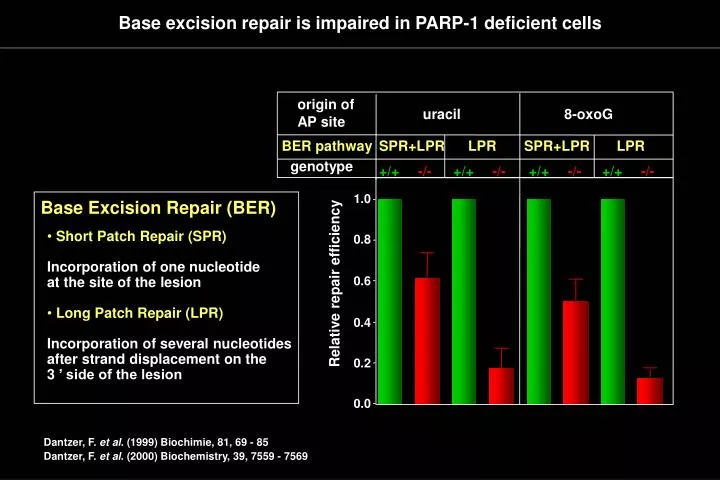 PPT - Base excision repair is impaired in PARP-1 deficient cells ...