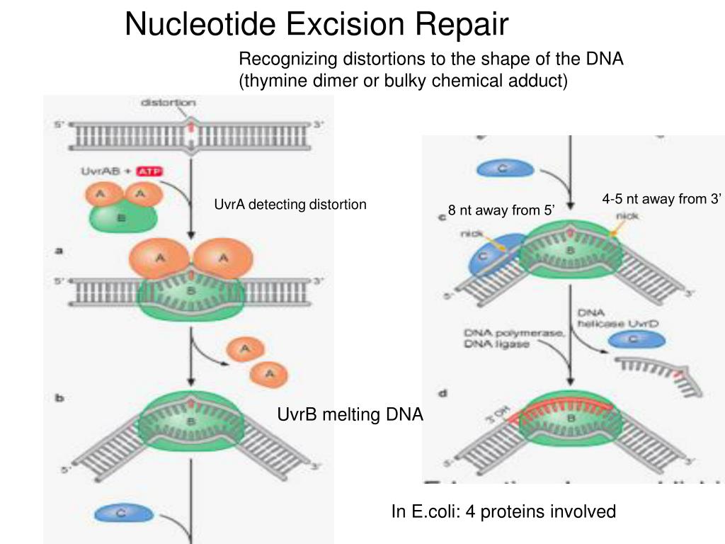 PPT - The Mutability and Repair of DNA PowerPoint Presentation, free ... PPT - The Mutability and Repair of DNA PowerPoint Presentation, free ...
