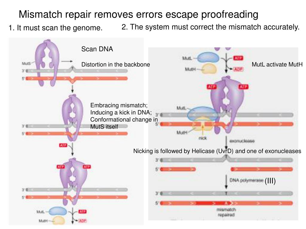 PPT - The Mutability and Repair of DNA PowerPoint Presentation, free ... PPT - The Mutability and Repair of DNA PowerPoint Presentation, free ...