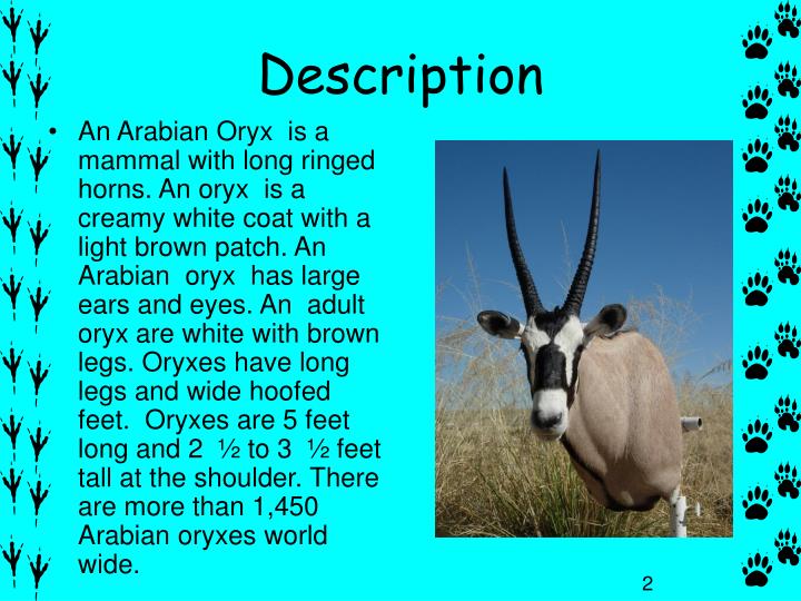 PPT - Arabian Oryx PowerPoint Presentation - ID:4652867