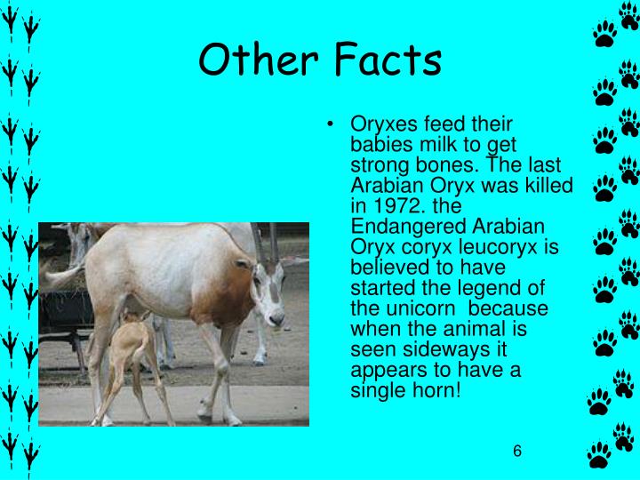 PPT - Arabian Oryx PowerPoint Presentation - ID:4652867