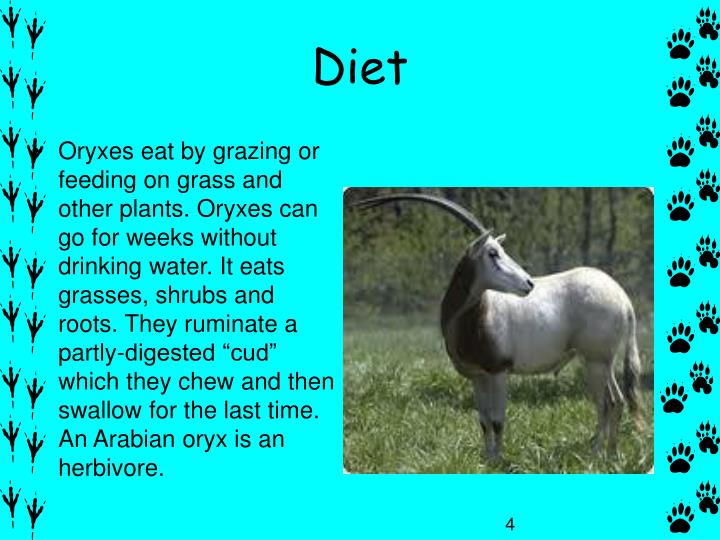 PPT - Arabian Oryx PowerPoint Presentation - ID:4652867