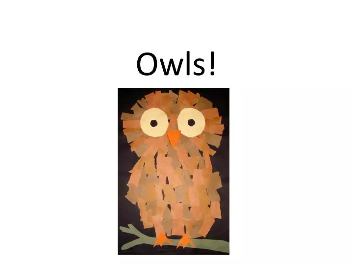 PPT - Owls! PowerPoint Presentation, free download - ID:4653438