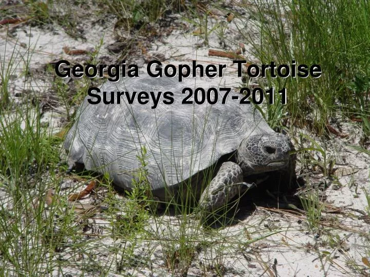 PPT - Georgia Gopher Tortoise Surveys 2007-2011 PowerPoint Presentation ...