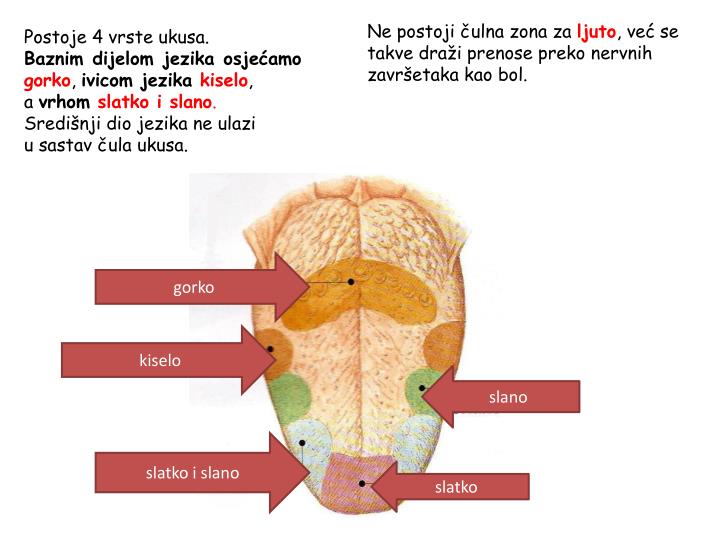 PPT - Čula-osjetila PowerPoint Presentation - ID:4657549