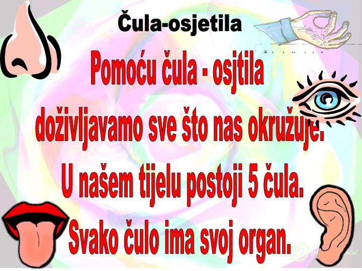 PPT - Čula-osjetila PowerPoint Presentation - ID:4657549