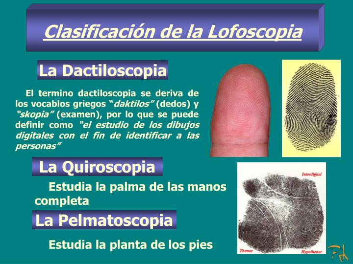 PPT - LA LOFOSCOPIA PowerPoint Presentation - ID:4661410
