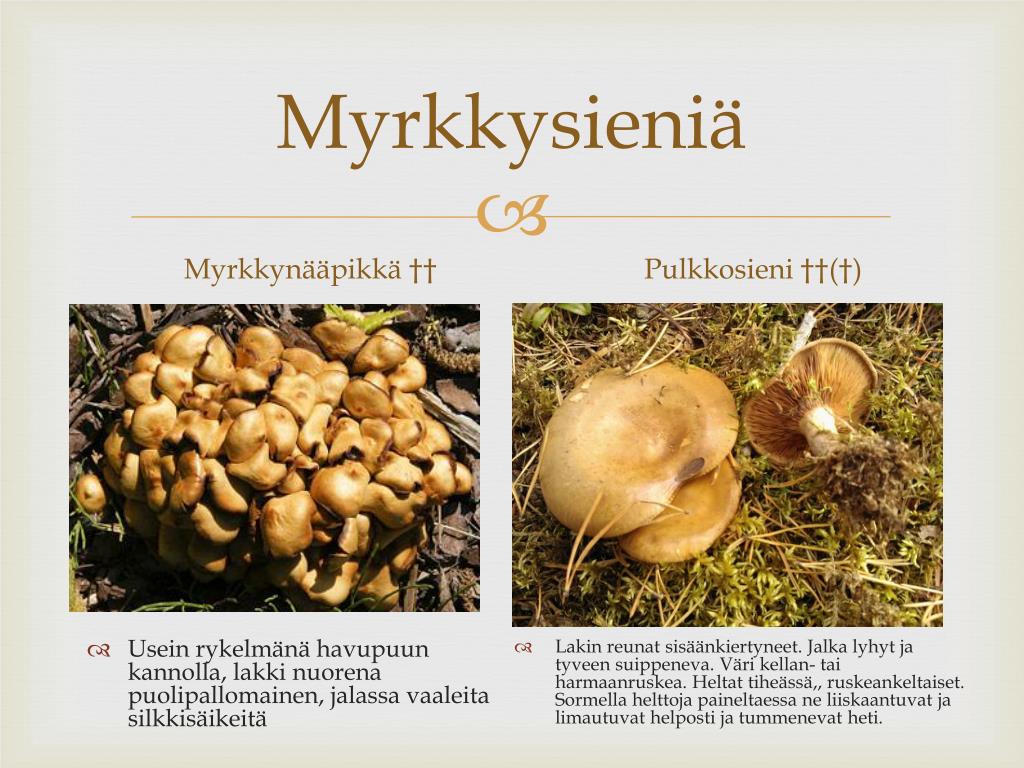 PPT - Sienten lajintunnistus PowerPoint Presentation, free download ...