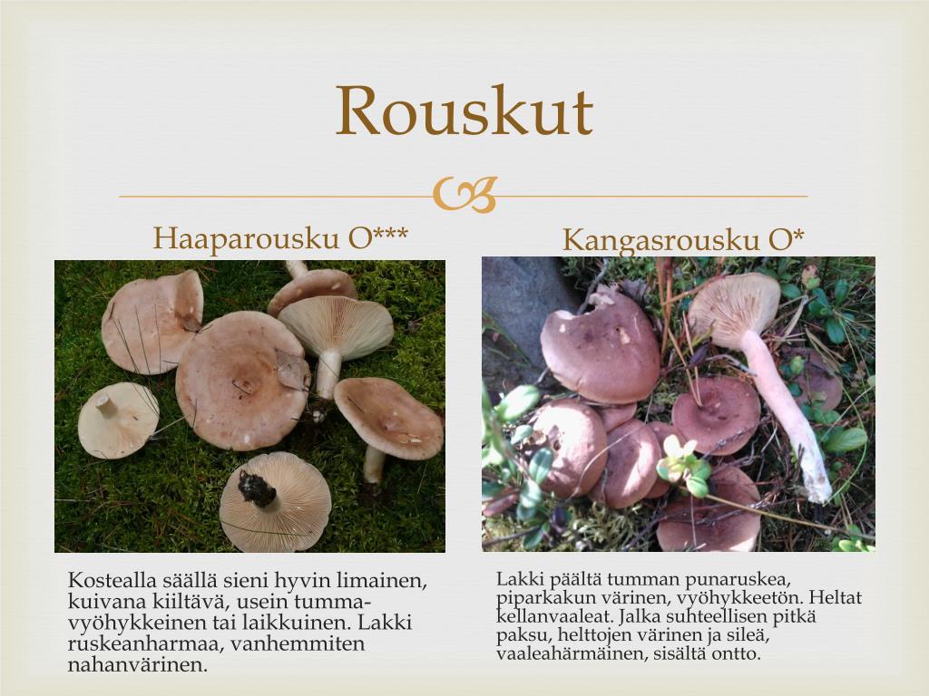 PPT - Sienten lajintunnistus PowerPoint Presentation, free download ...