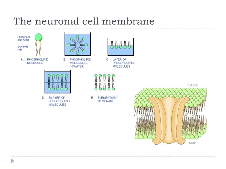Neuron Cell Membrane