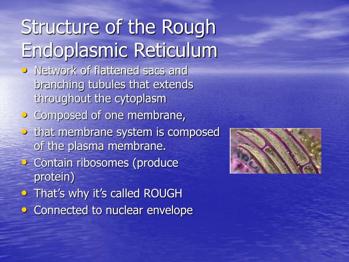 PPT - Cells and Organelles PowerPoint Presentation - ID:4664454