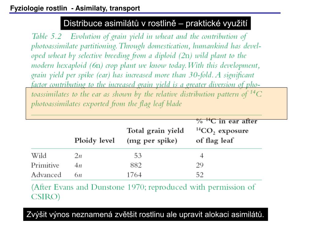 PPT - Fyziologie rostlin - Asimilaty, transport PowerPoint Presentation ...