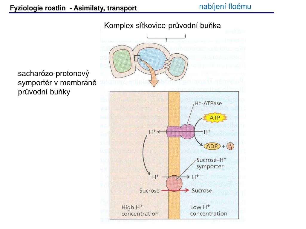 PPT - Fyziologie rostlin - Asimilaty, transport PowerPoint Presentation ...