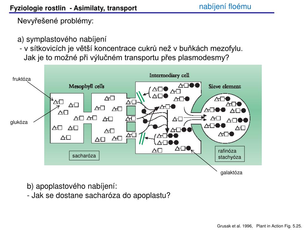 PPT - Fyziologie rostlin - Asimilaty, transport PowerPoint Presentation ...