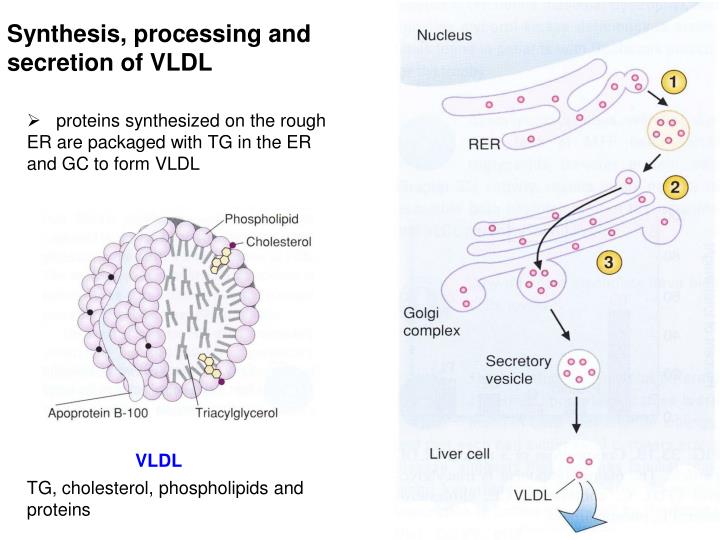 PPT - Metabolism of acylglycerols and sphingolipids PowerPoint ...