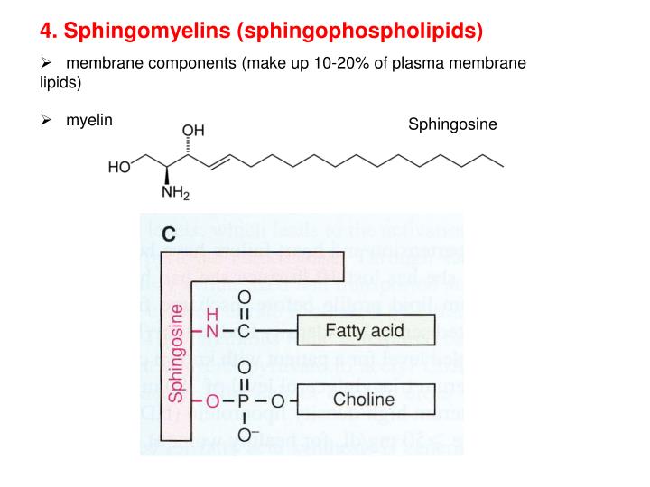 PPT - Metabolism of acylglycerols and sphingolipids PowerPoint ...