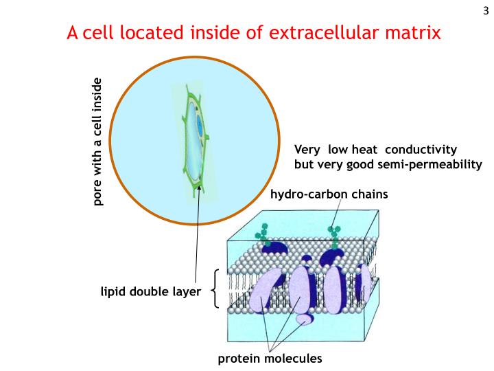 PPT - Simulation of cell shrinkage caused by osmotic PowerPoint ...