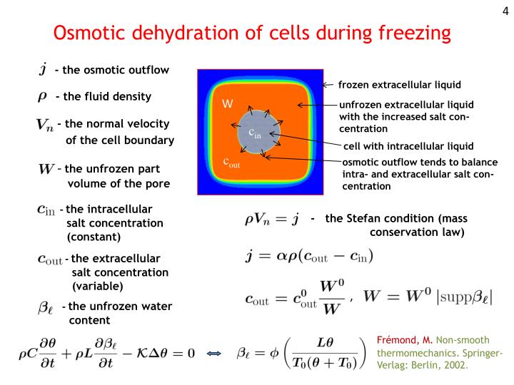 PPT - Simulation of cell shrinkage caused by osmotic PowerPoint ...