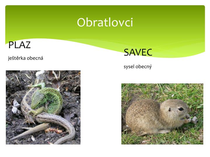 PPT - Ekosystém louka PowerPoint Presentation - ID:4670850