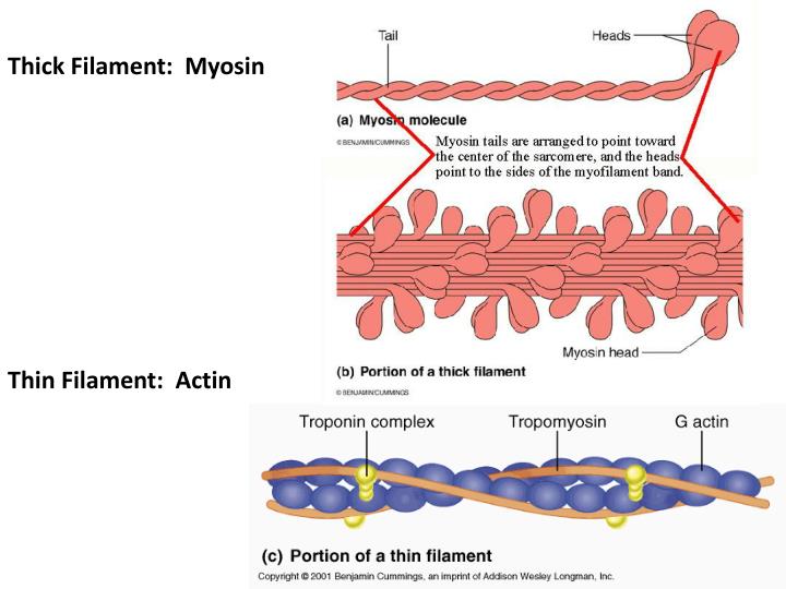 PPT - Thick Filament: Myosin PowerPoint Presentation - ID:4671451