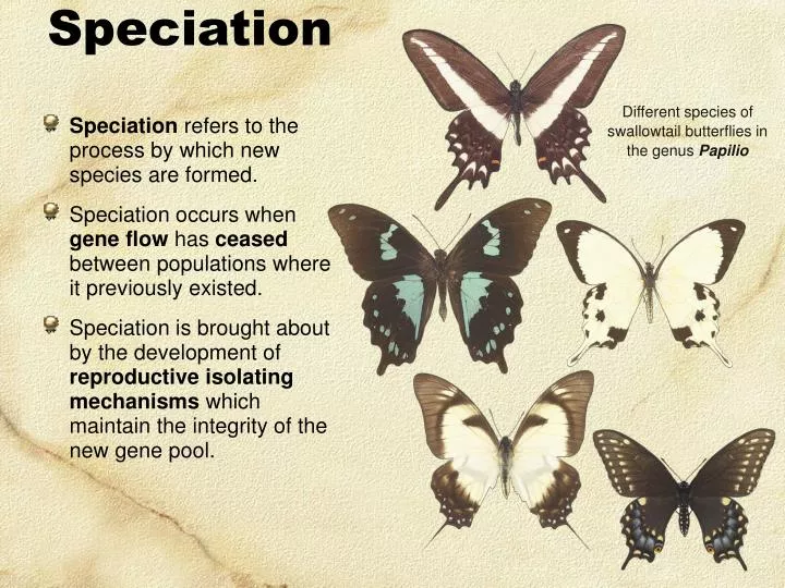 PPT - Speciation PowerPoint Presentation, free download - ID:4671474