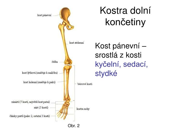 PPT - KOSTRA KONČETIN PowerPoint Presentation - ID:4672376