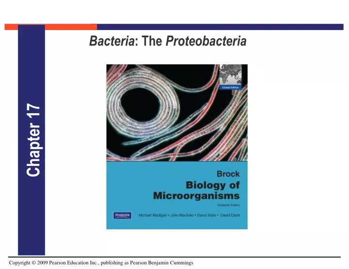 PPT - Bacteria : The Proteobacteria PowerPoint Presentation, free ...