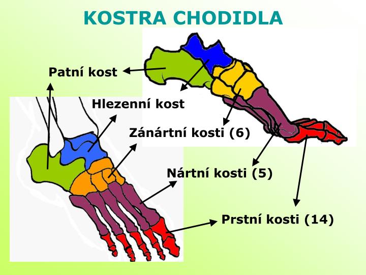 PPT - KOSTRA DOLNÍ KONČETINY PowerPoint Presentation - ID:4672434