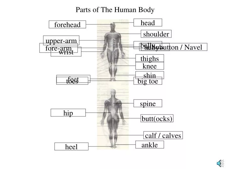 PPT - head PowerPoint Presentation, free download - ID:4672770