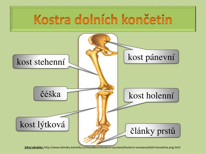 PPT - KOSTERNÍ SOUSTAVA (opěrná) PowerPoint Presentation - ID:4672904