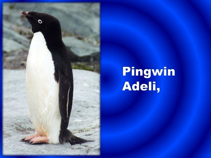 PPT - ANTARKTYDA PowerPoint Presentation - ID:4676865