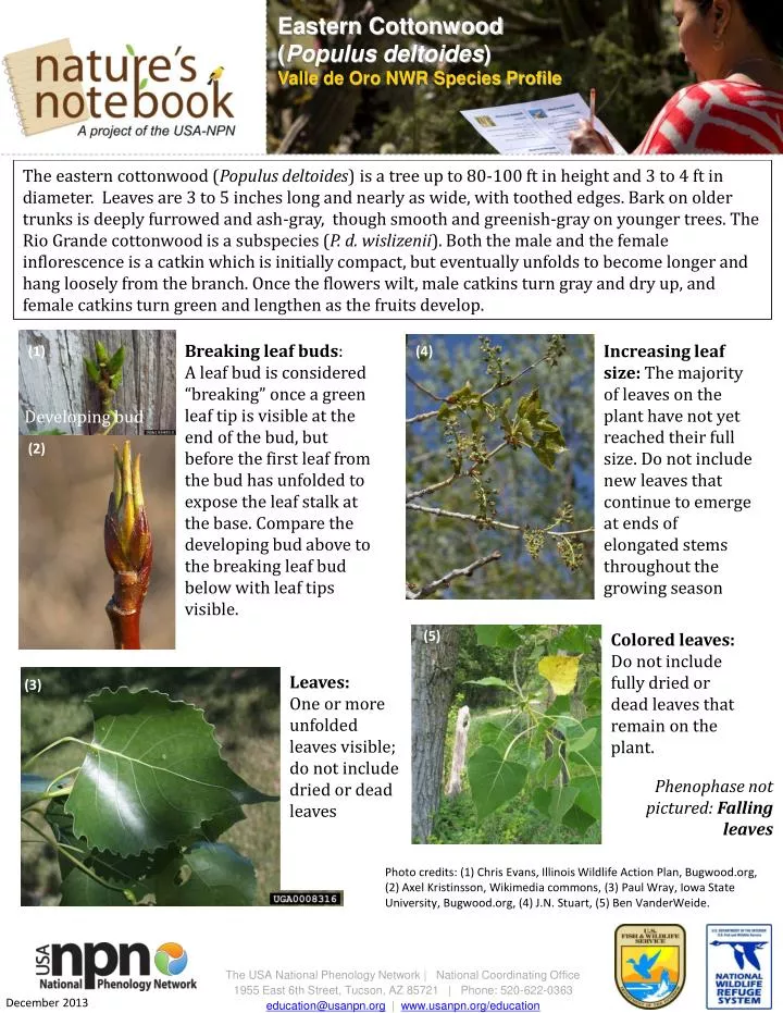 PPT - Breaking leaf buds : PowerPoint Presentation, free download - ID ...