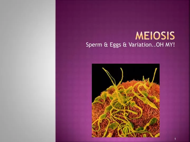 PPT - MEIOSIS PowerPoint Presentation, free download - ID:4680734
