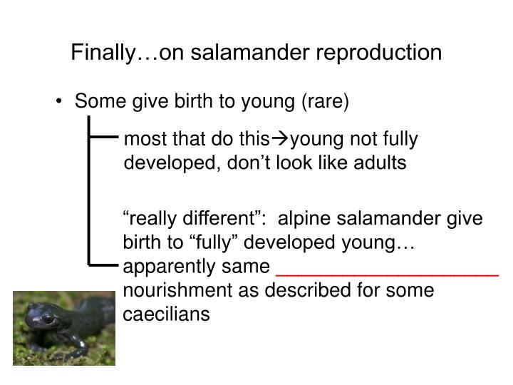 PPT - Amphibians: Reproduction & Parental Care PART III PowerPoint ...