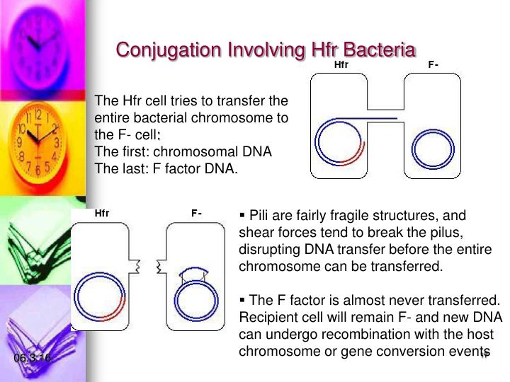PPT - Gene transfer and applied to environmental engineering PowerPoint ...