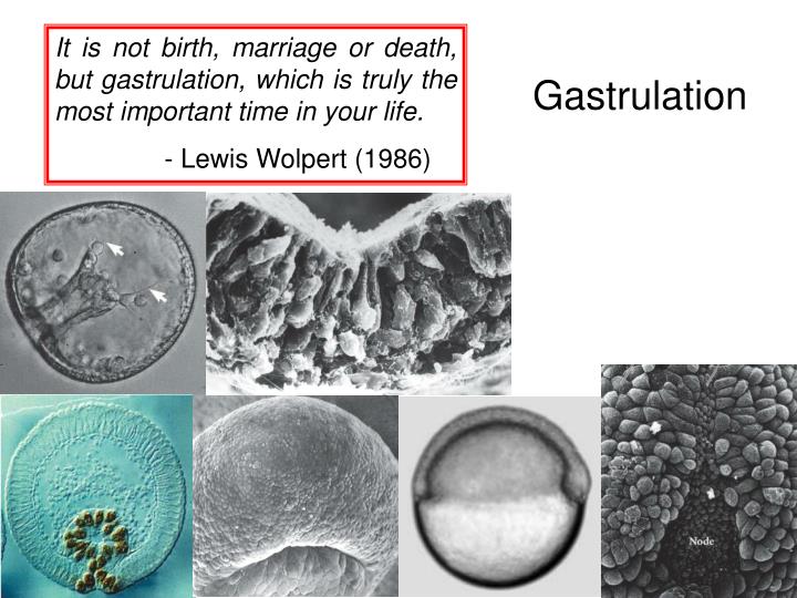 PPT - Axis Formation and Gastrulation II PowerPoint Presentation - ID ...