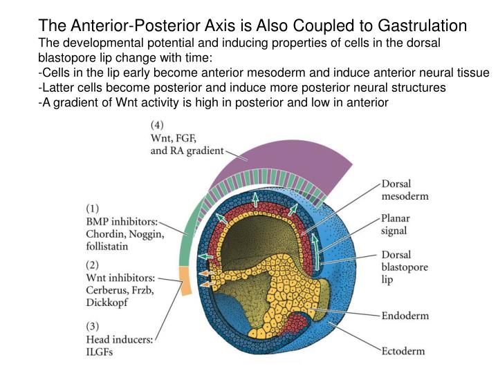 PPT - Axis Formation and Gastrulation II PowerPoint Presentation - ID ...