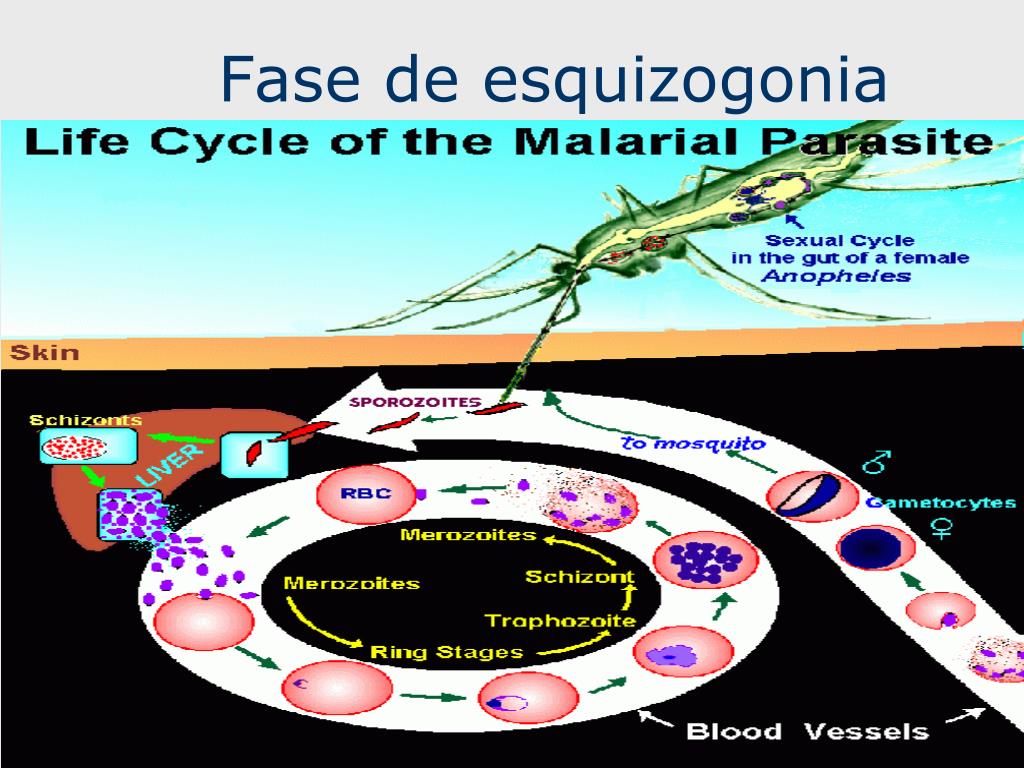 PPT - MALARIA Y DENGUE Claudia Cáterin Calderón P. Pediatra Clínica ...