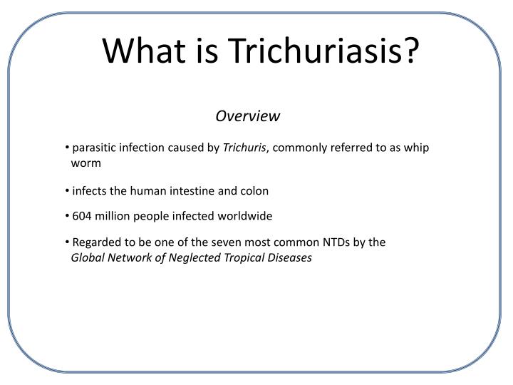 PPT - Trichuriasis PowerPoint Presentation - ID:4683431