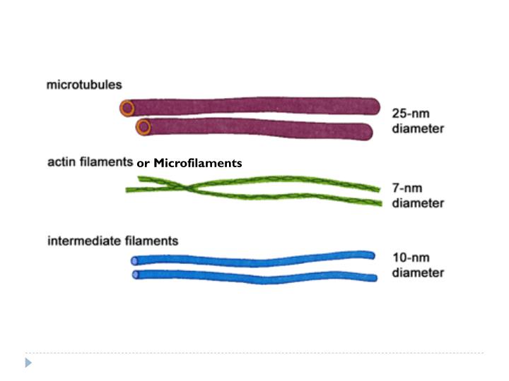 PPT - The Cytoskeleton PowerPoint Presentation - ID:4684149