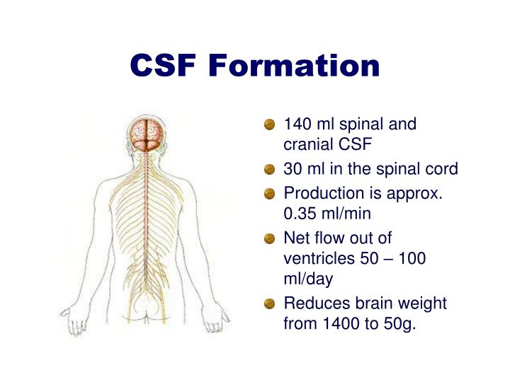 PPT - Lumbar Puncture PowerPoint Presentation - ID:4684296