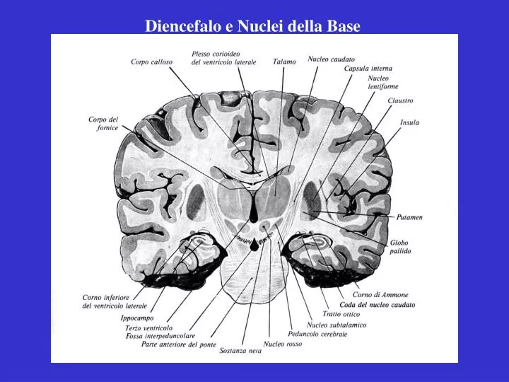 PPT - Diencefalo e Nuclei della Base PowerPoint Presentation - ID:4684822
