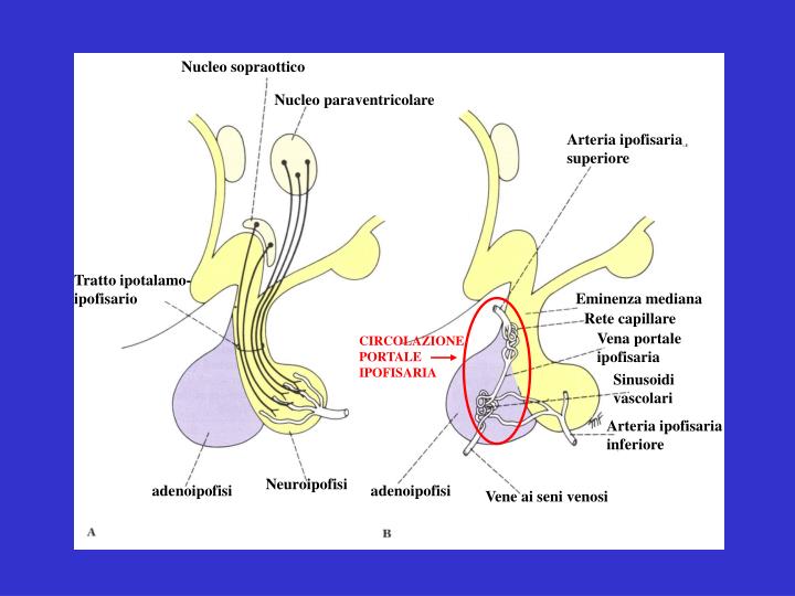 PPT - Diencefalo e Nuclei della Base PowerPoint Presentation - ID:4684822