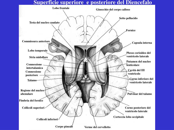 PPT - Diencefalo e Nuclei della Base PowerPoint Presentation - ID:4684822