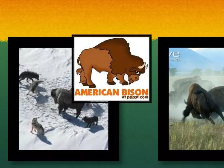 PPT - American bison PowerPoint Presentation, free download - ID:4685005