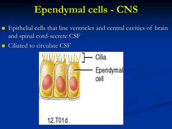 PPT - CHAPTER 13 Nervous Tissue PowerPoint Presentation - ID:4685385
