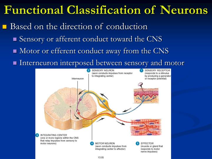 PPT - CHAPTER 13 Nervous Tissue PowerPoint Presentation - ID:4685385